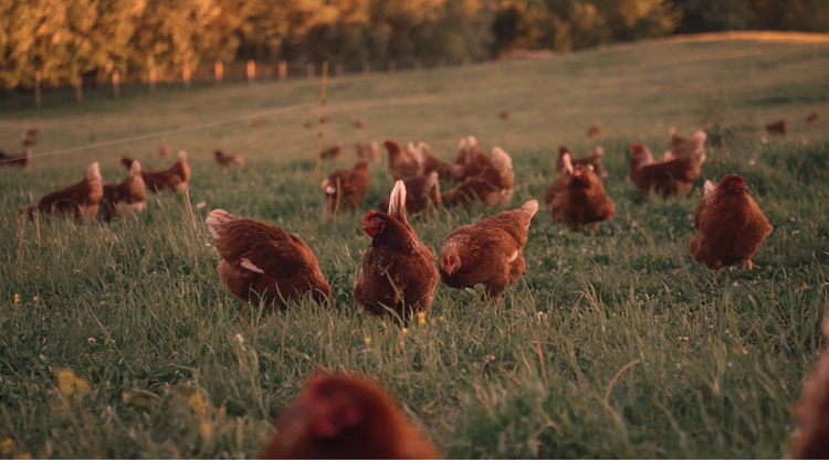 Pasture-Raised Eggs Explained | Nourish Food Club